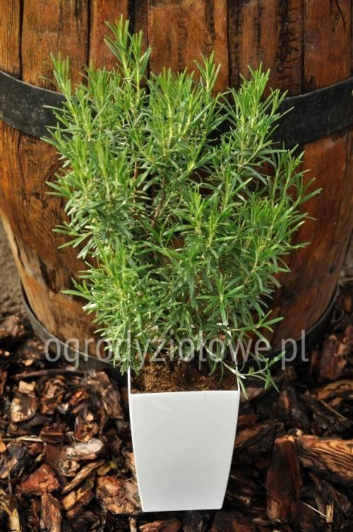 Rozmaryn - Rosmarinus officinalis - Ogrody Ziołowe