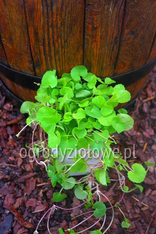 Gotu Kola - Hydrocotyle asiatica - Ogrody Ziołowe