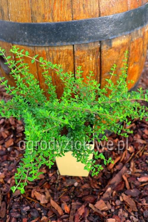 Werbena herbaciana waniliowa „Moujean tea” - Nashia inaguensis - Ogrody ...