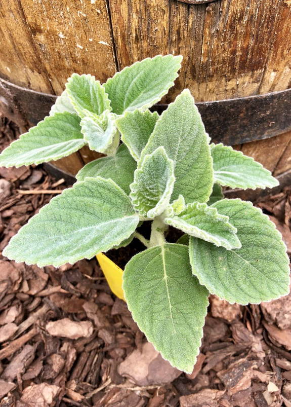 Plektrantus australijski cytrusowy - Plectranthus species „Mount Carbin ...