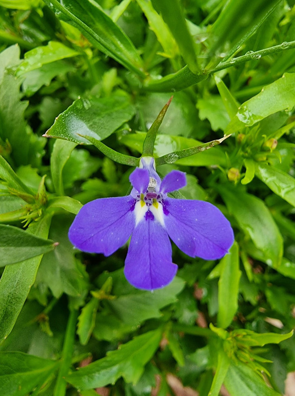 Lobelia „Laguna Trailing Dark Blue" - Lobelia erinus 'Laguna Trailing ...