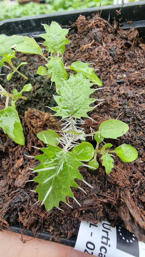 Pokrzywa nowozelandzka „Ongaonga” - Urtica ferox - Ogrody Ziołowe
