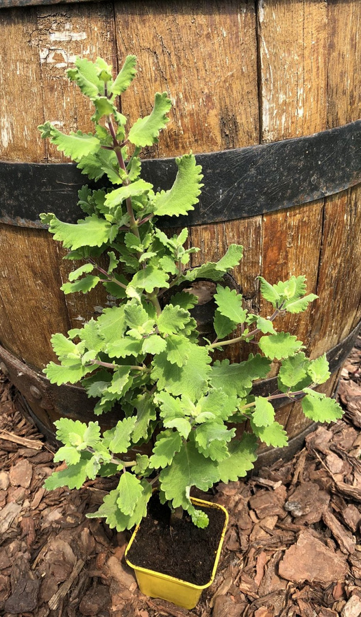 Iboza - Iboza riparia - Ogrody Ziołowe