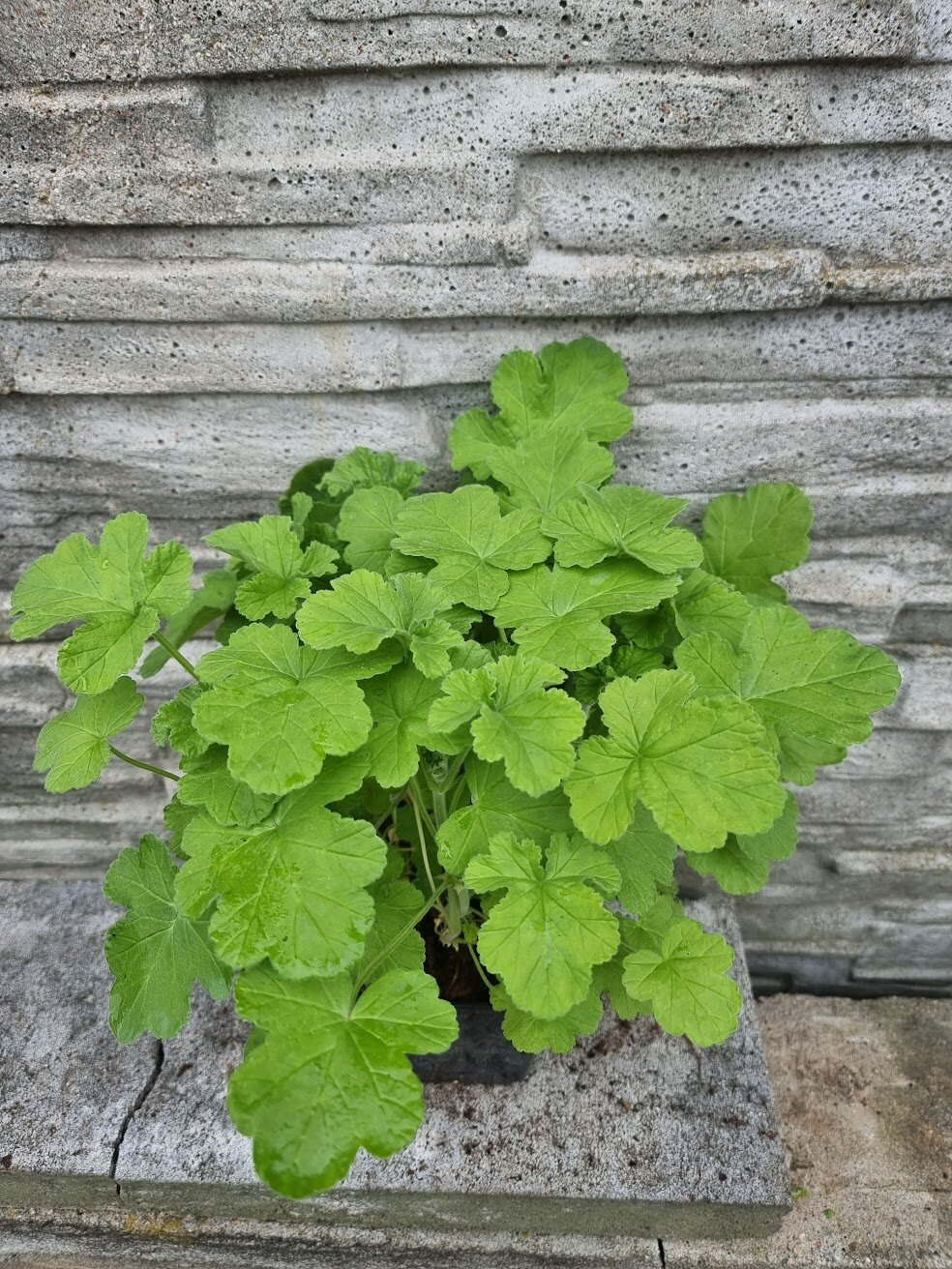 Pelargonia zapachowa „Anginka” - Pelargonium graveolens Geranium ...